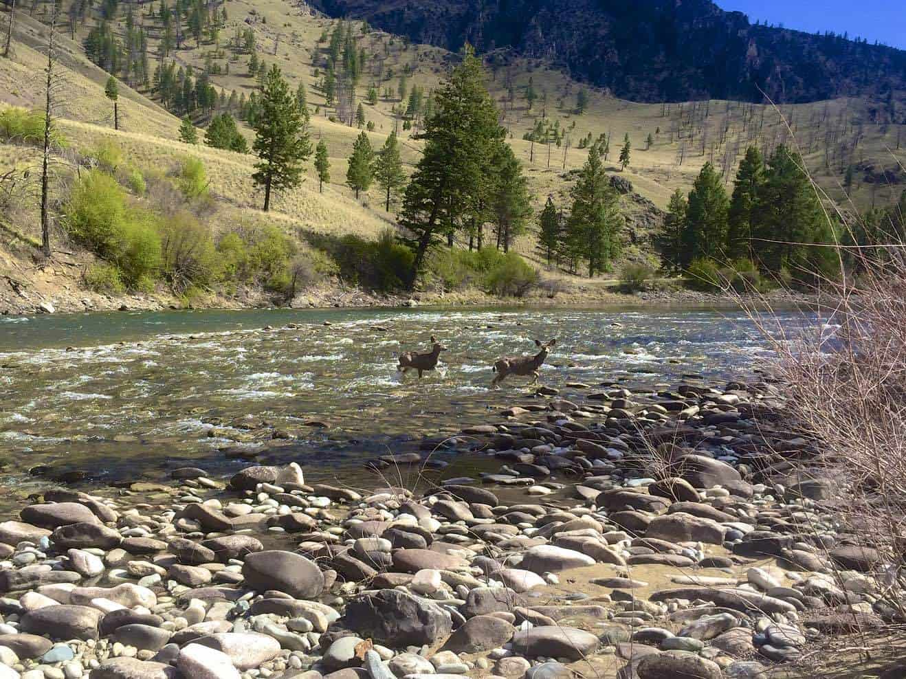 The Frank Church River of No Return Wilderness | Northwest Rafting Company